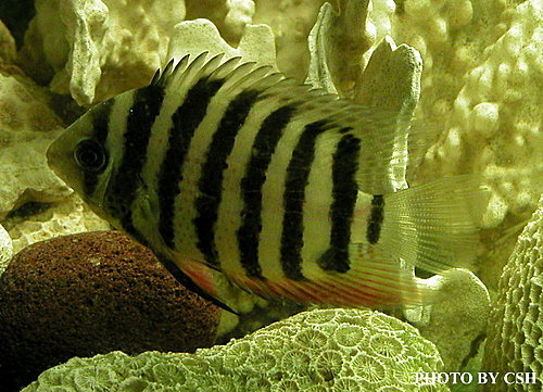 金魚&水族快訊Goldfish & Aquarium Messages: 鑽石菠蘿(Heros sp. 'Inirida')