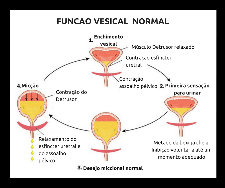 Músculo detrusor | Resumo Fisio