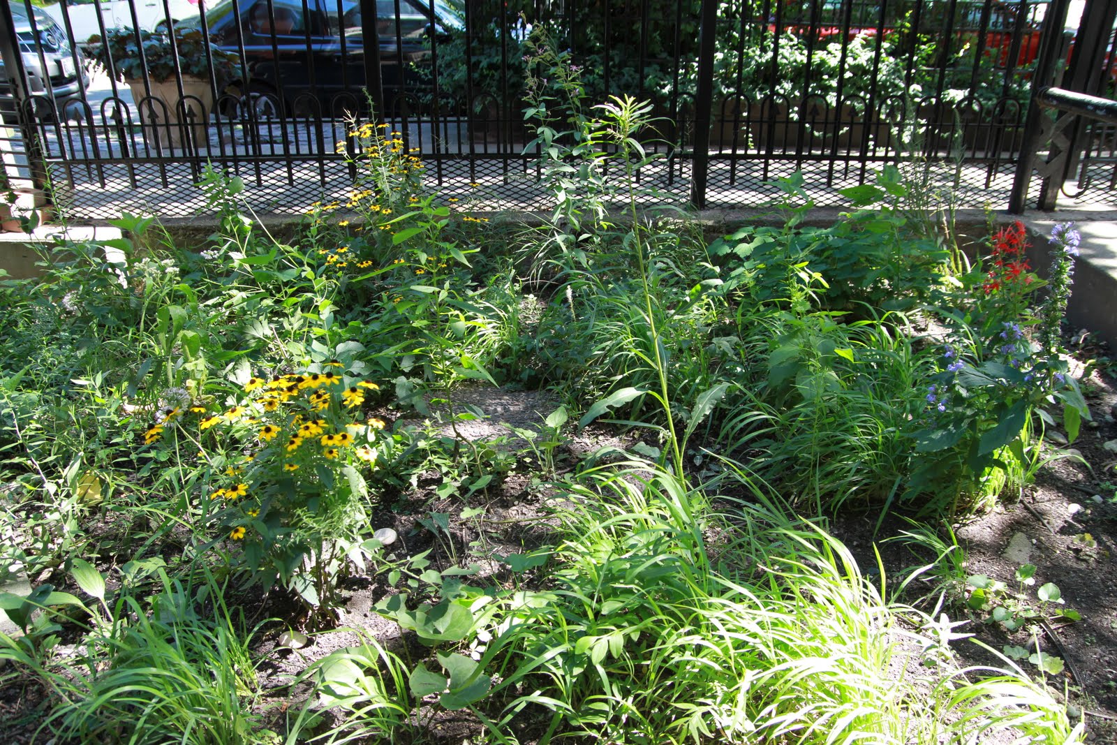Chicago Native Plants
