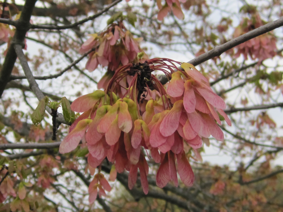 Anne's Creative Cornucopia: Maple Tree Pink Double Samara - Pictures