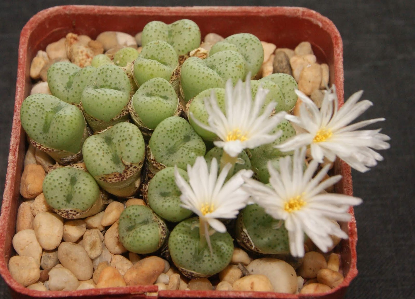 Виды Литопсов С Фото И Названиями – Telegraph