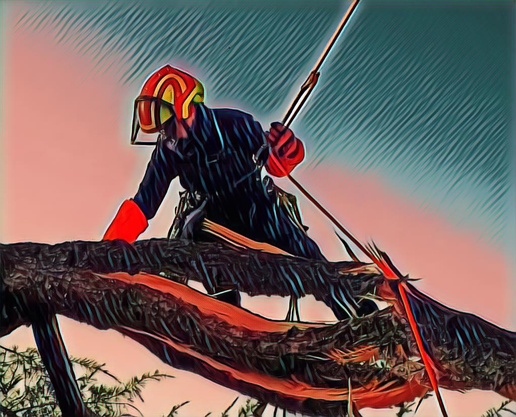 Arbolista: Certifica tu Profesionalidad