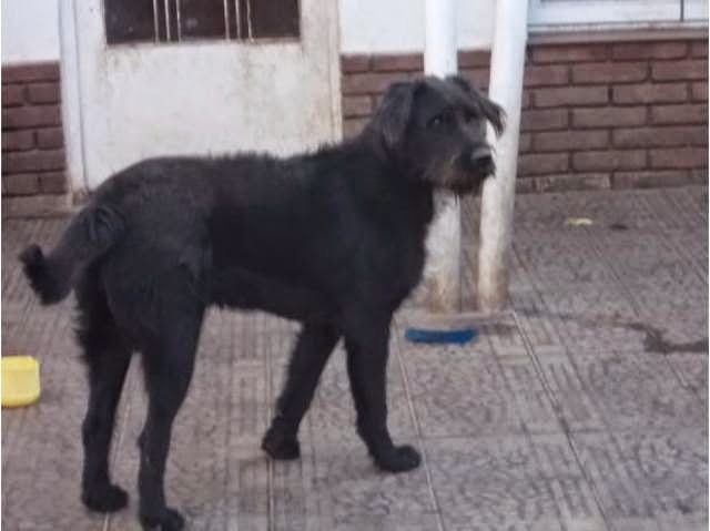 Adoptándonos: Negro, hermoso perro barbincho de tamaño grande en ...