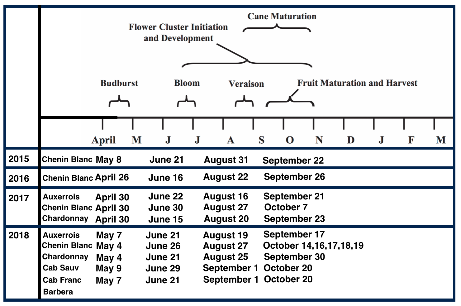 EnoViti: Annual Cycle of Grape Vine Growth