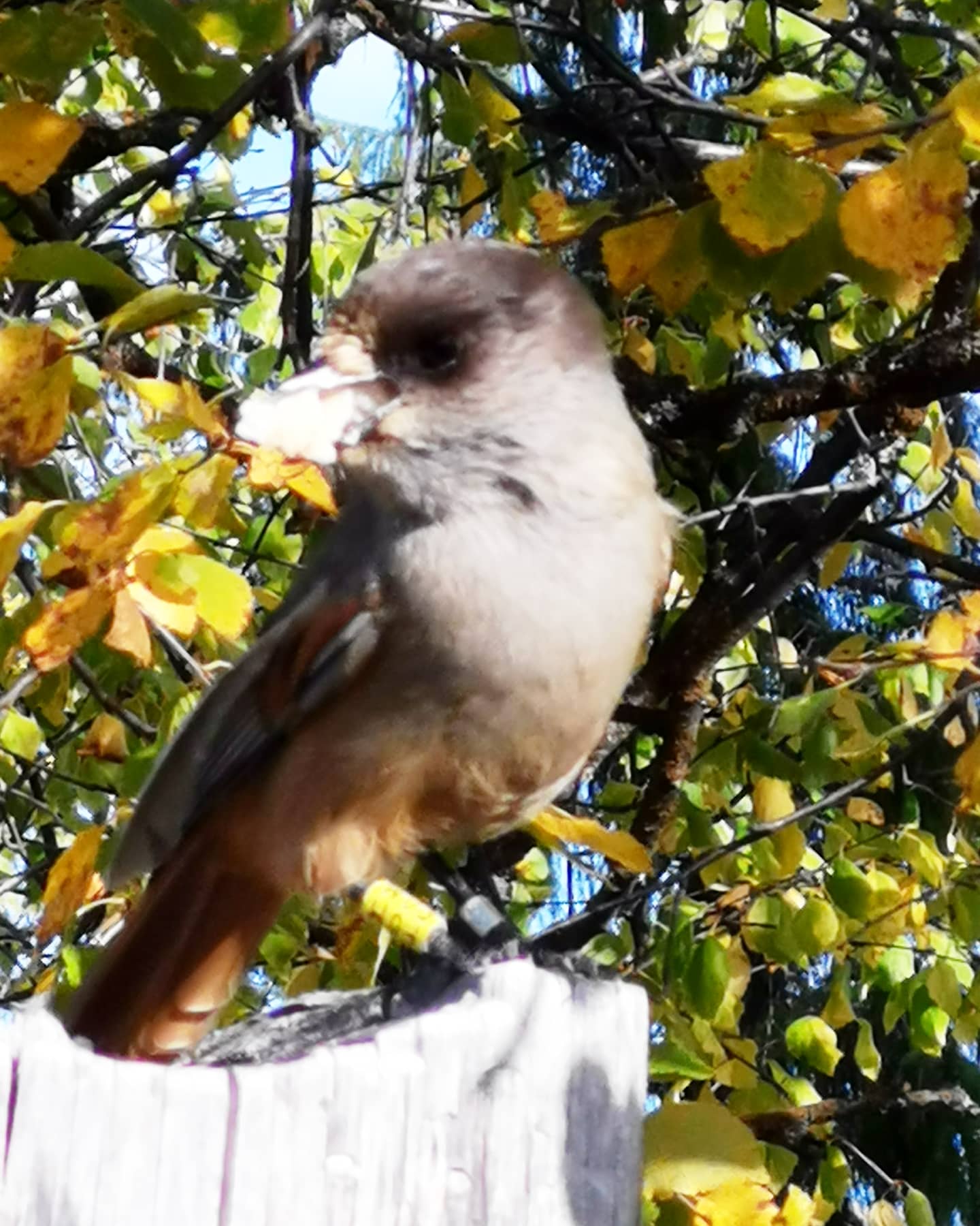 Travelisa: Ruskaretkeilyä Ylläksellä: Pakasaivo ja Tuomikuru