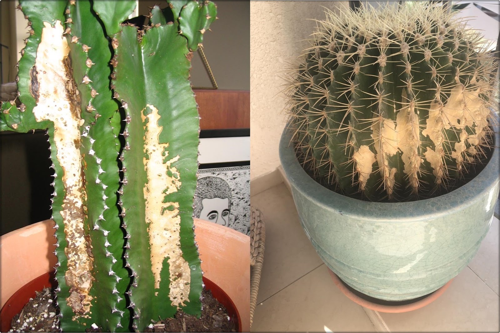 How To Save Your Sunburned Cactus