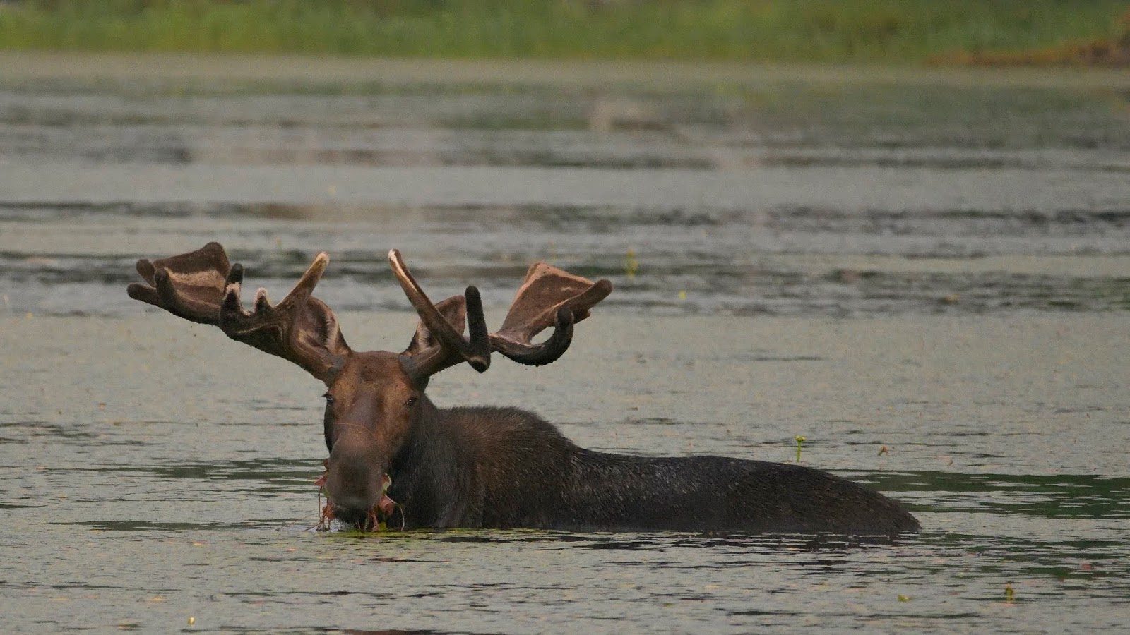 Katahdin, The Maine North Woods and Florida: Maine Moose, the first ...