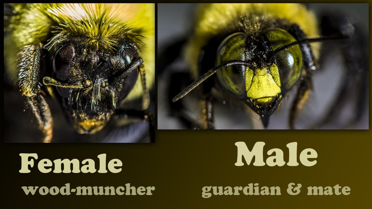 The Big Fuzzy Bumble Bee- What are they? Do they Hurt? How to Kill them.