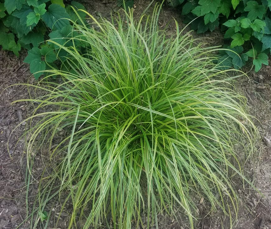 Future Plants by Randy Stewart: Carex - Ornamental Sedge