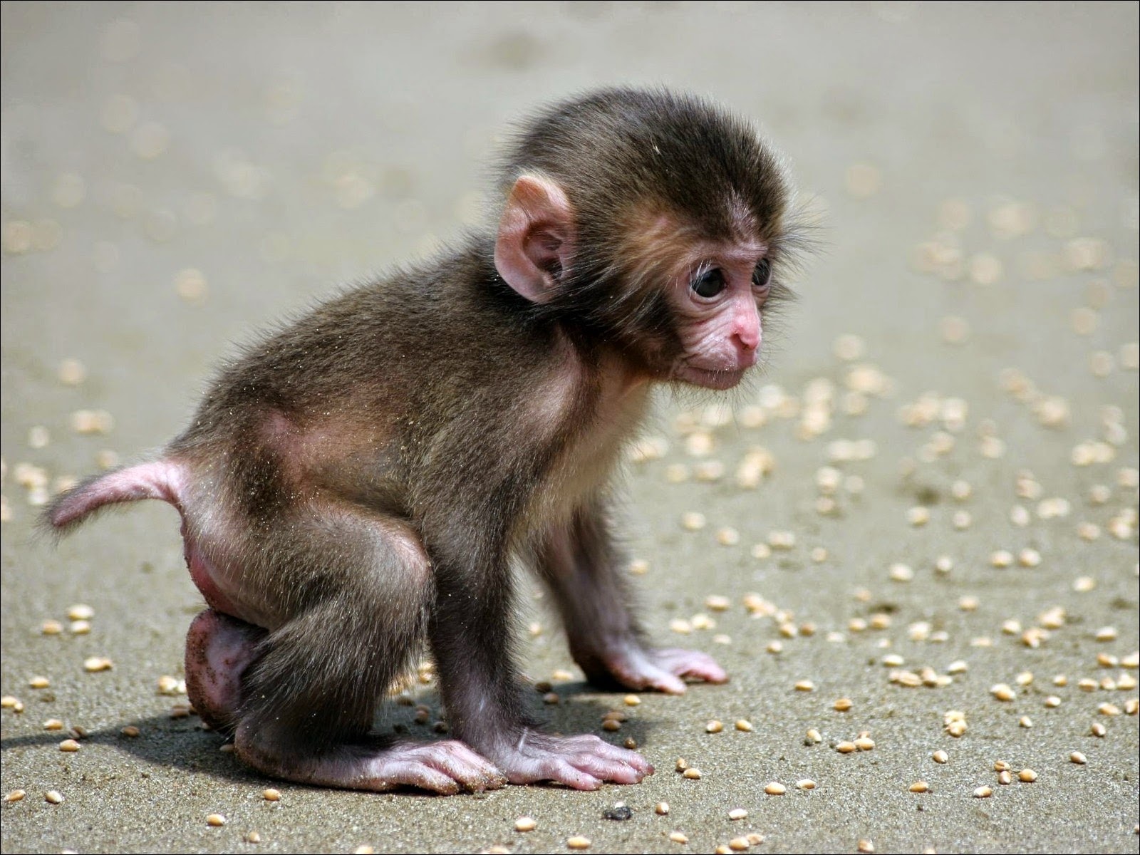 Top 52 Most Cute And Innocent Monkey Wallpapers In Full HD | HDmasha