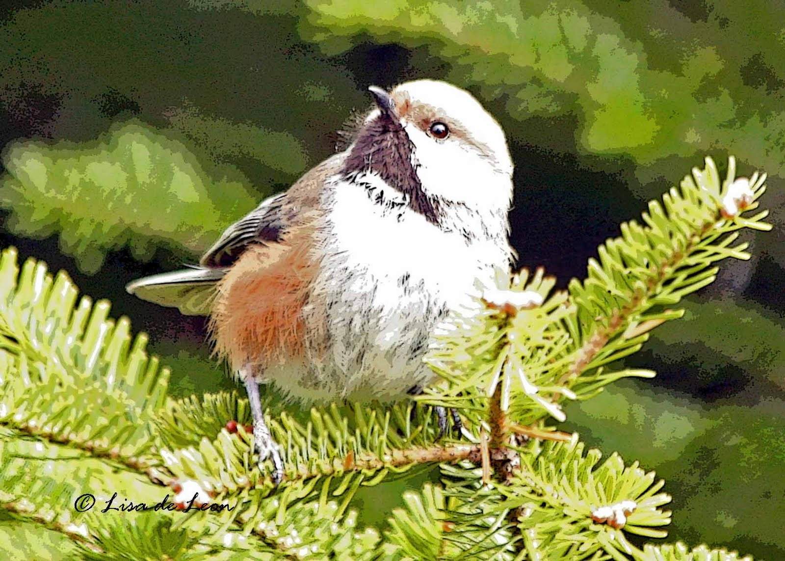 Portrait of a Boreal Chickadee - Various Bird Species