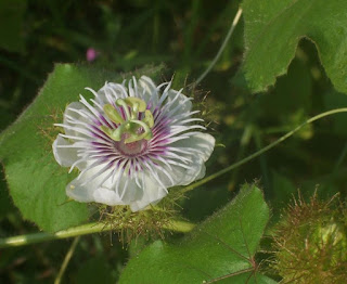 MANFAAT BUAH RAMBUSA