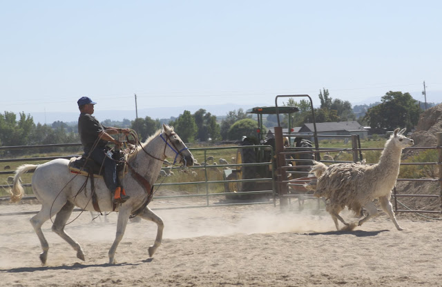 Knotty Pine Ranch: Flying Llamas