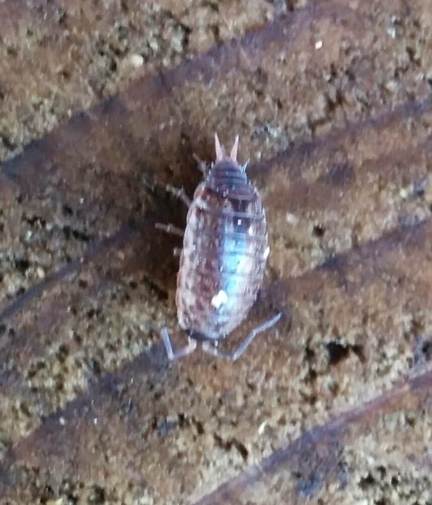 Wild Life: Common Pygmy Woodlouse