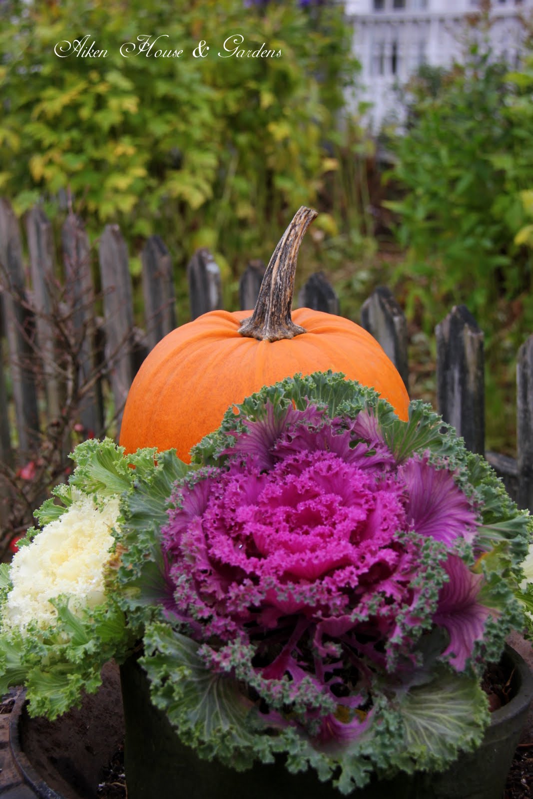 Aiken House & Gardens: November in the Garden