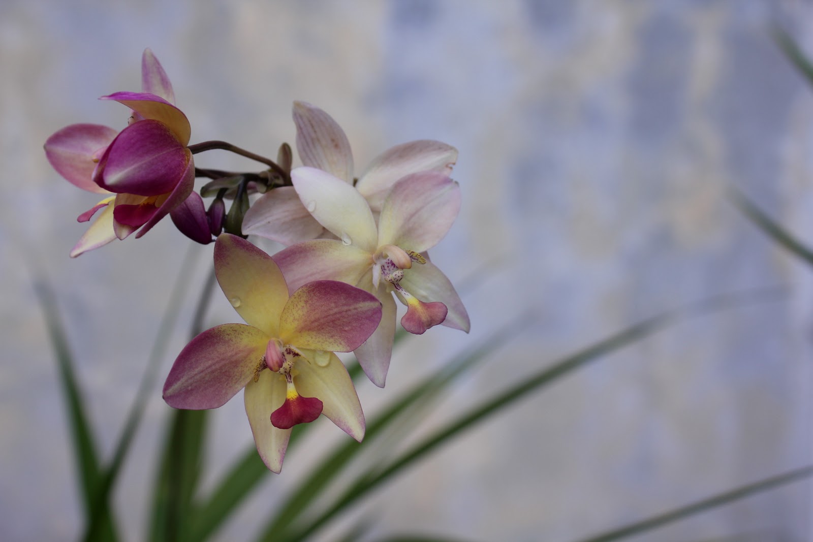 Laman Orkid Kadir: Koleksi Orkid Pinang...