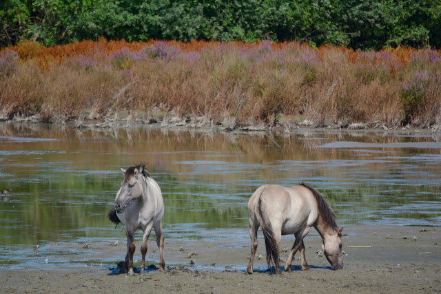 10 TIPS VOOR EEN GESLAAGD WEEKEND RUPELSTREEK - DICHTBIJ & VER WEG