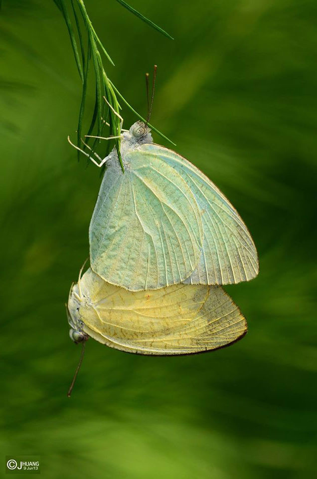 Butterflies of Singapore: It Takes Two! : Part 1