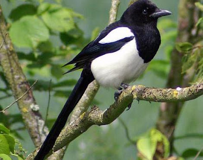 Listen to the birds: Magpies Serve A Very Important Purpose In Nature