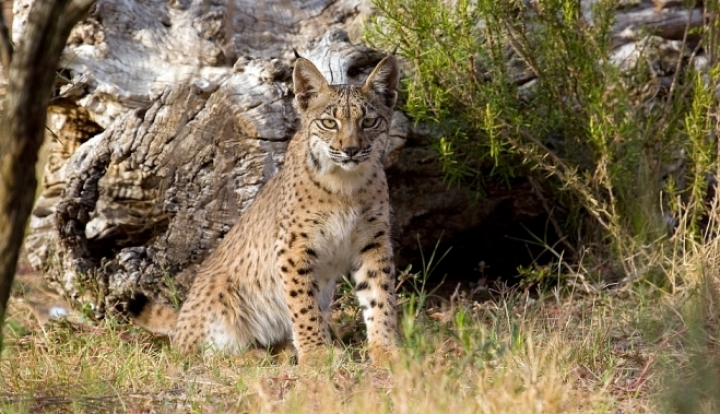 ANIMALE DOMESTICE SI SALBATICE DIN TOATA LUMEA: Rasul animal salbatic ...