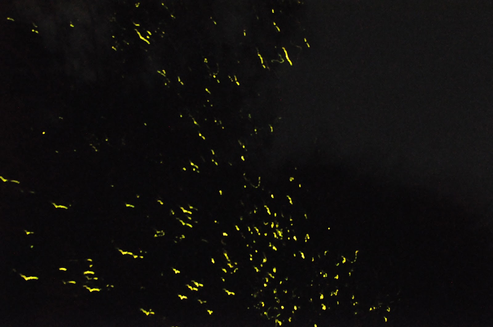 JustAboutAnywhere: Exploring Puerto Princessa, Palawan: Firefly Watching