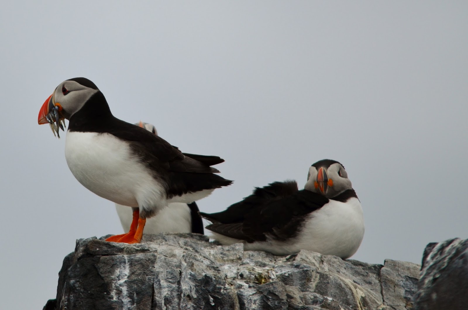 Pufflings are a coming - Serenity Farne Islands Boat Tours and Trips