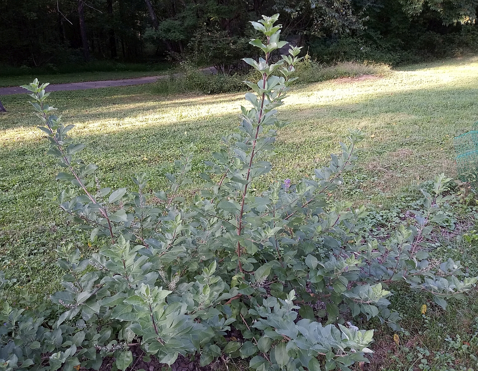 Future Plants by Randy Stewart: Vitex - the Chaste Tree family