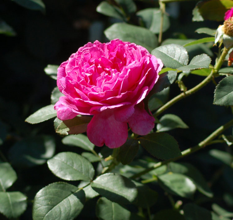 Thyra: The Magic Rose