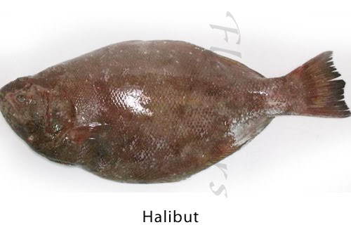 How to tell them apart Flatfishes - Halibut, Turbot, Flounder and sole ...