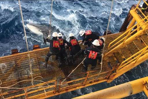 How to transport a big whale shark？ - Science Experiments for Kids ...