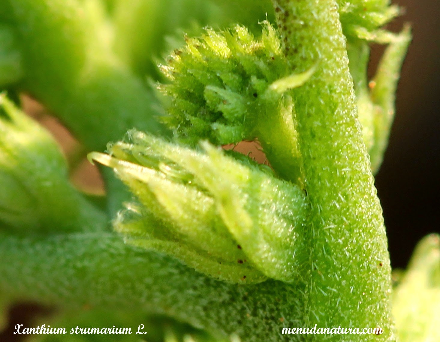 Menuda Natura: Xanthium strumarium L.