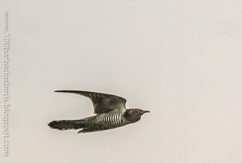 Birds of Barbados: Common Cuckoo (Cuculus canorus)
