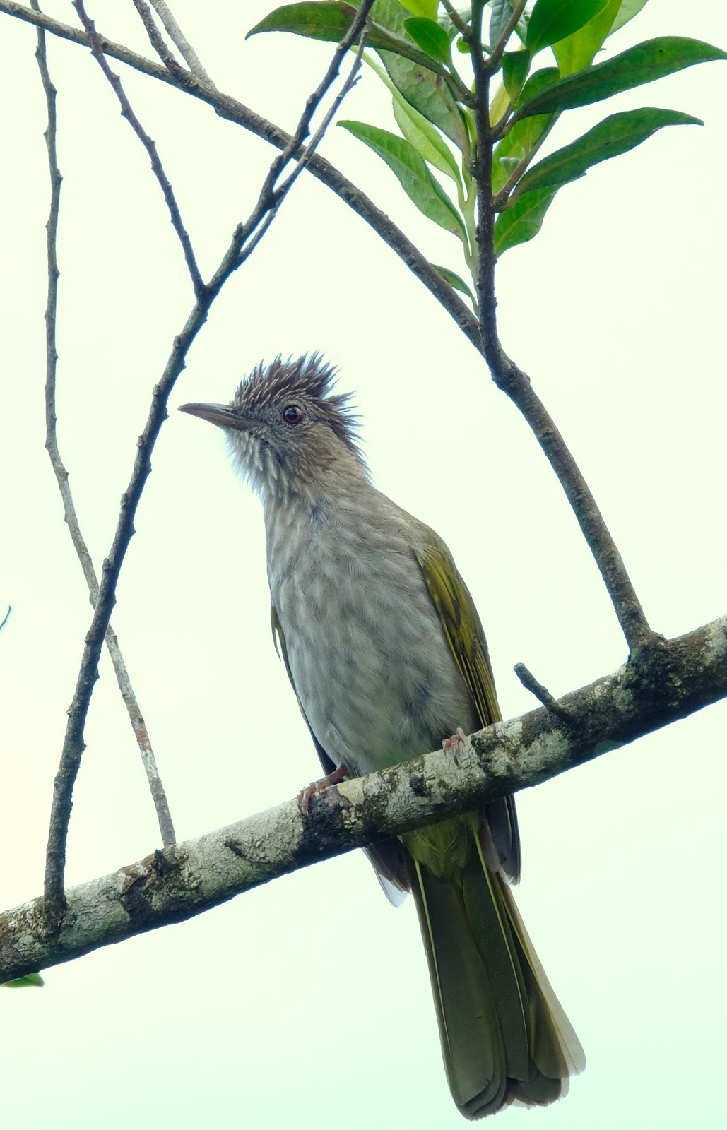 Mike is the name Birding is the game ( Birding in Malaysia - Malaysian ...
