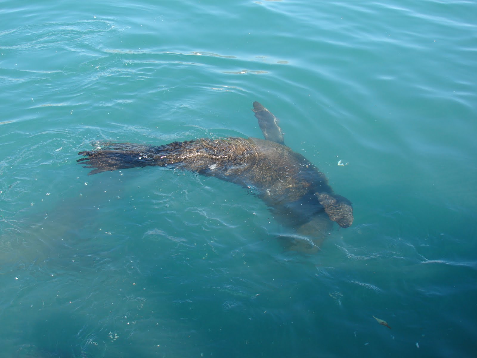 DISCOMBOB'S BLOG: Crazy baboons, slippery seals