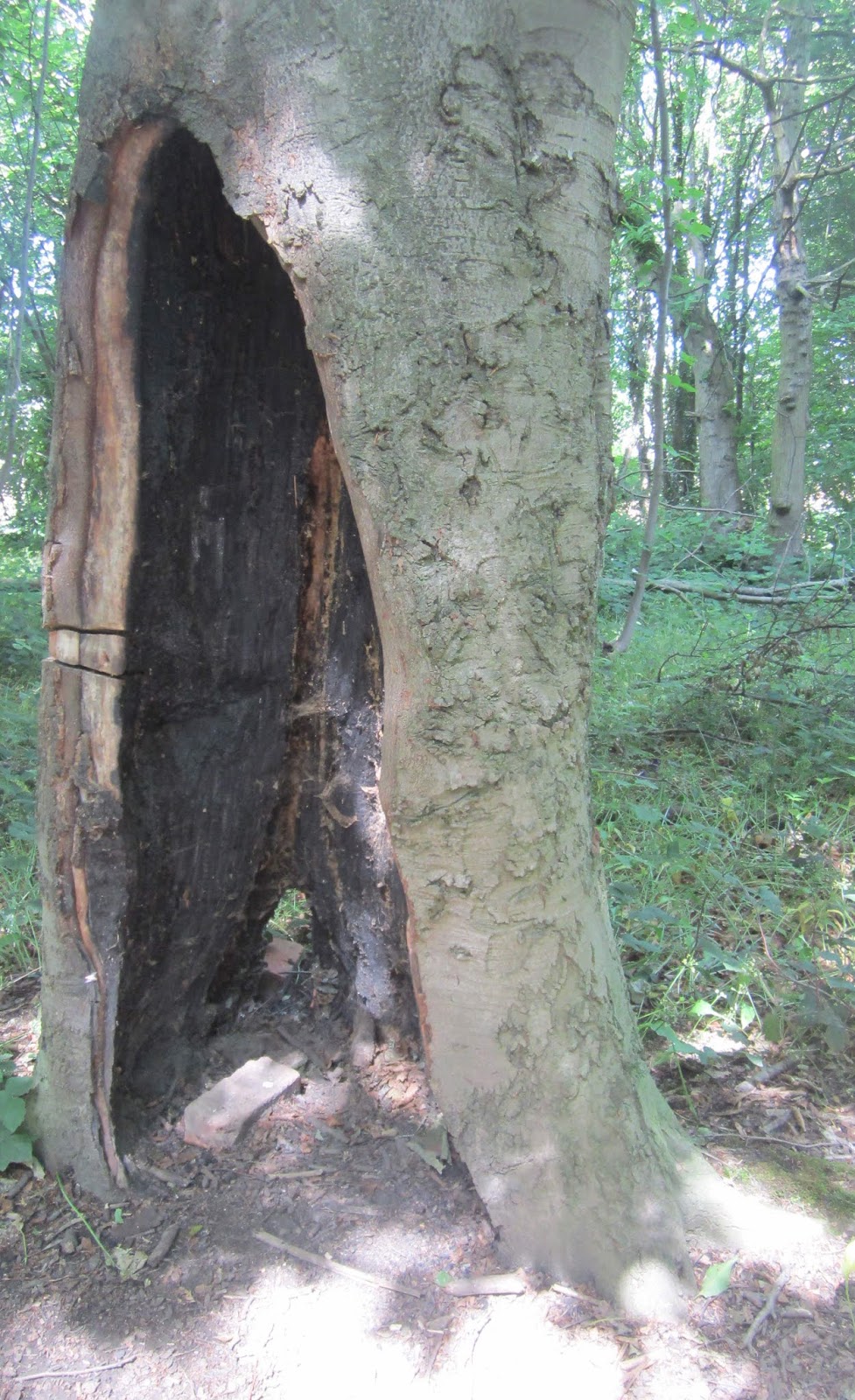 Walking The Peak: Edlington Pit Wood