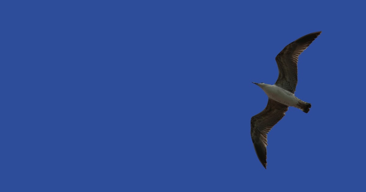 EL CAU DE CALPURNI: LA GAVINA