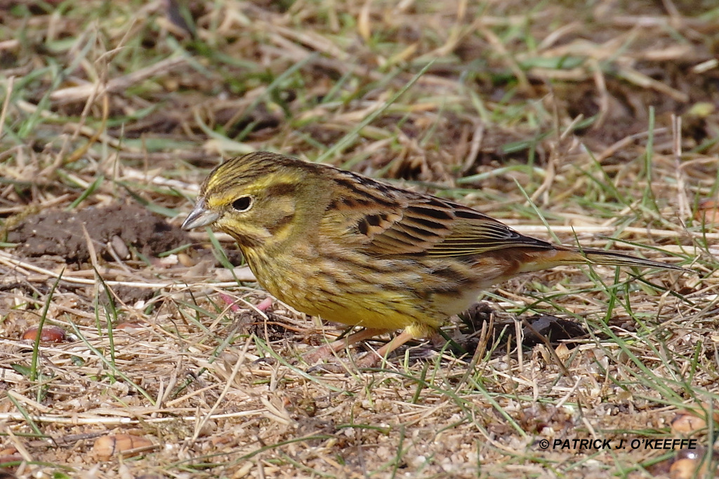Raw Birds: YELLOWHAMMER (Emberiza citrinella) female, Turvey Nature ...