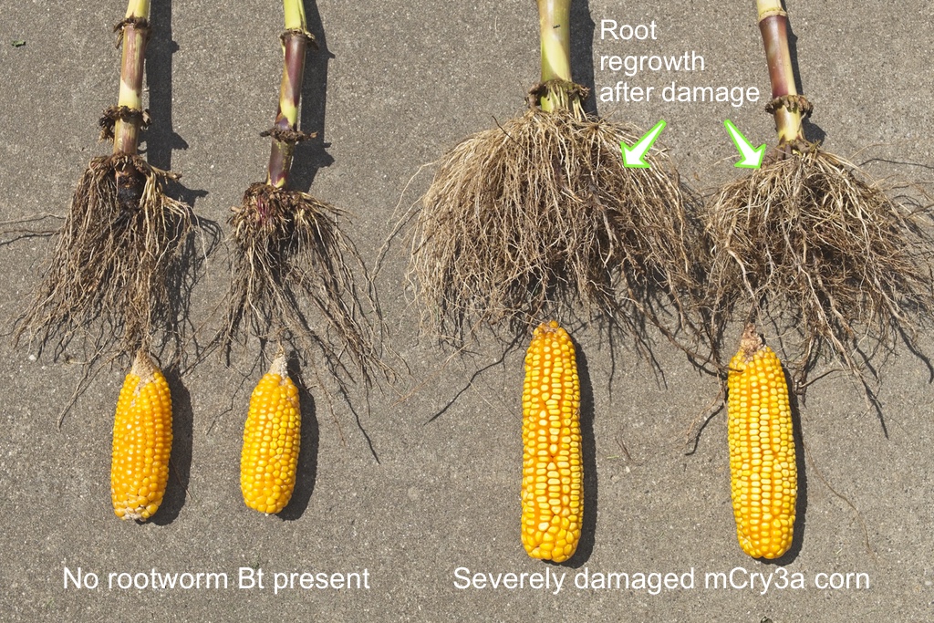 FOCUS on Entomology: Assessing the Value of Bt Corn When Insects Are ...
