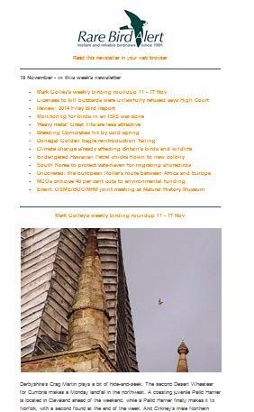 Out4aduck - A record of my birding year: Rare Bird Alert honour