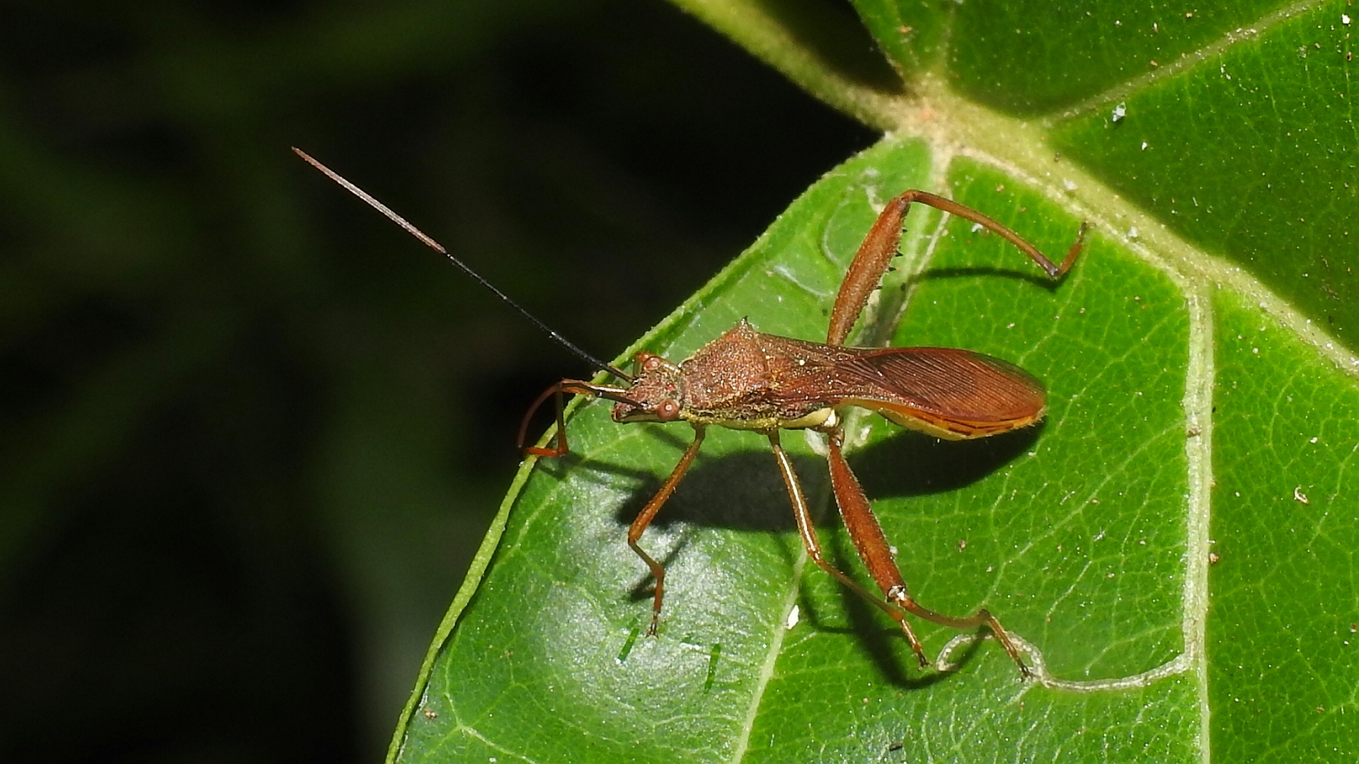 台灣-鳥類與昆蟲-自然觀察記錄: 條蜂緣椿象 Riptortus linearis /蛛緣椿科 Alydidae