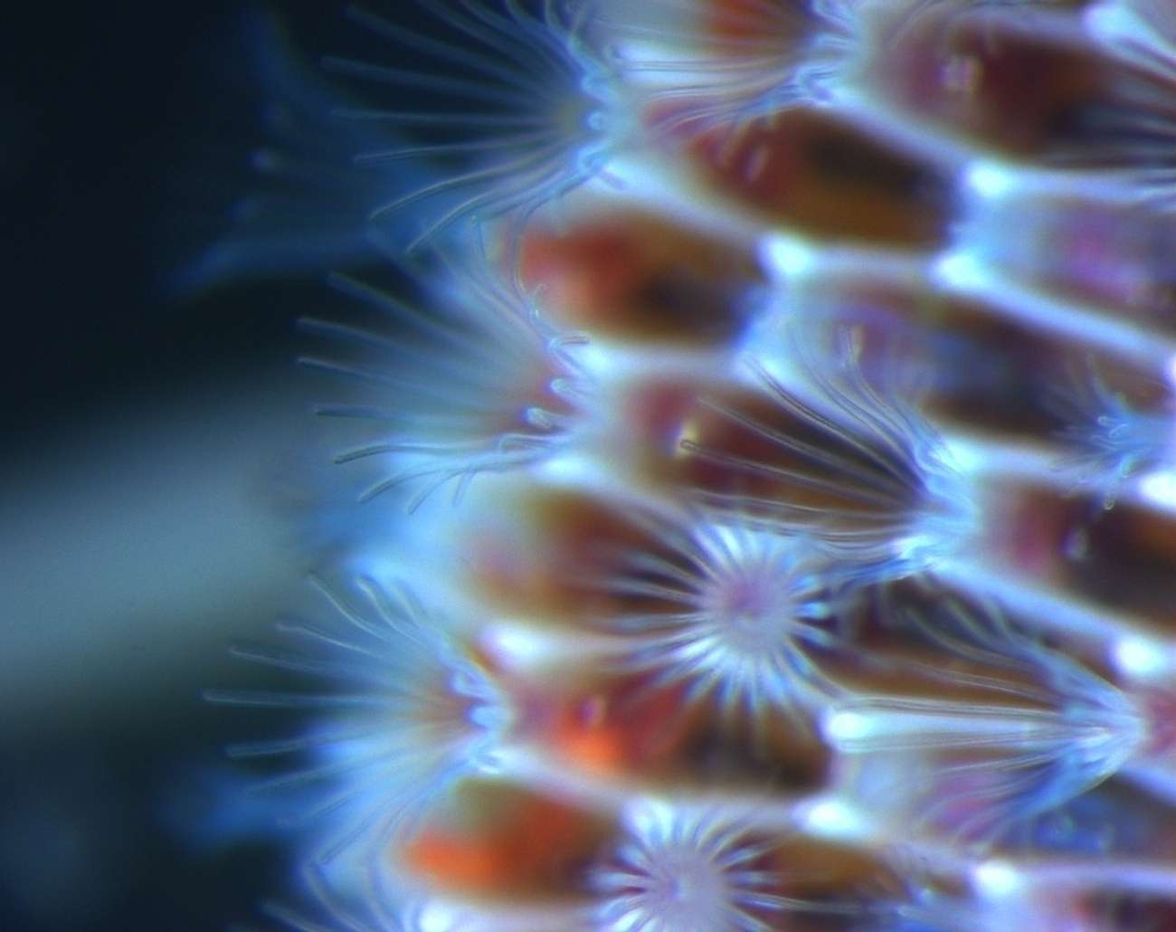 Harbor Watch: MIS Encrusting Bryozoan