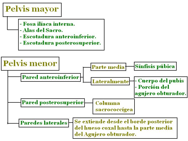 Estudio general de la Pelvis | Apuntes!