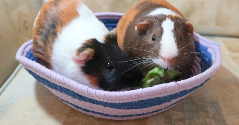 Crafts, Cavies and Cooking: I Like Thursday: Pigs!