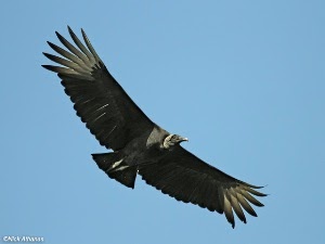 Buitre, chulo, gallinazo negro - Coragyps atratus. Maria Alejandra ...