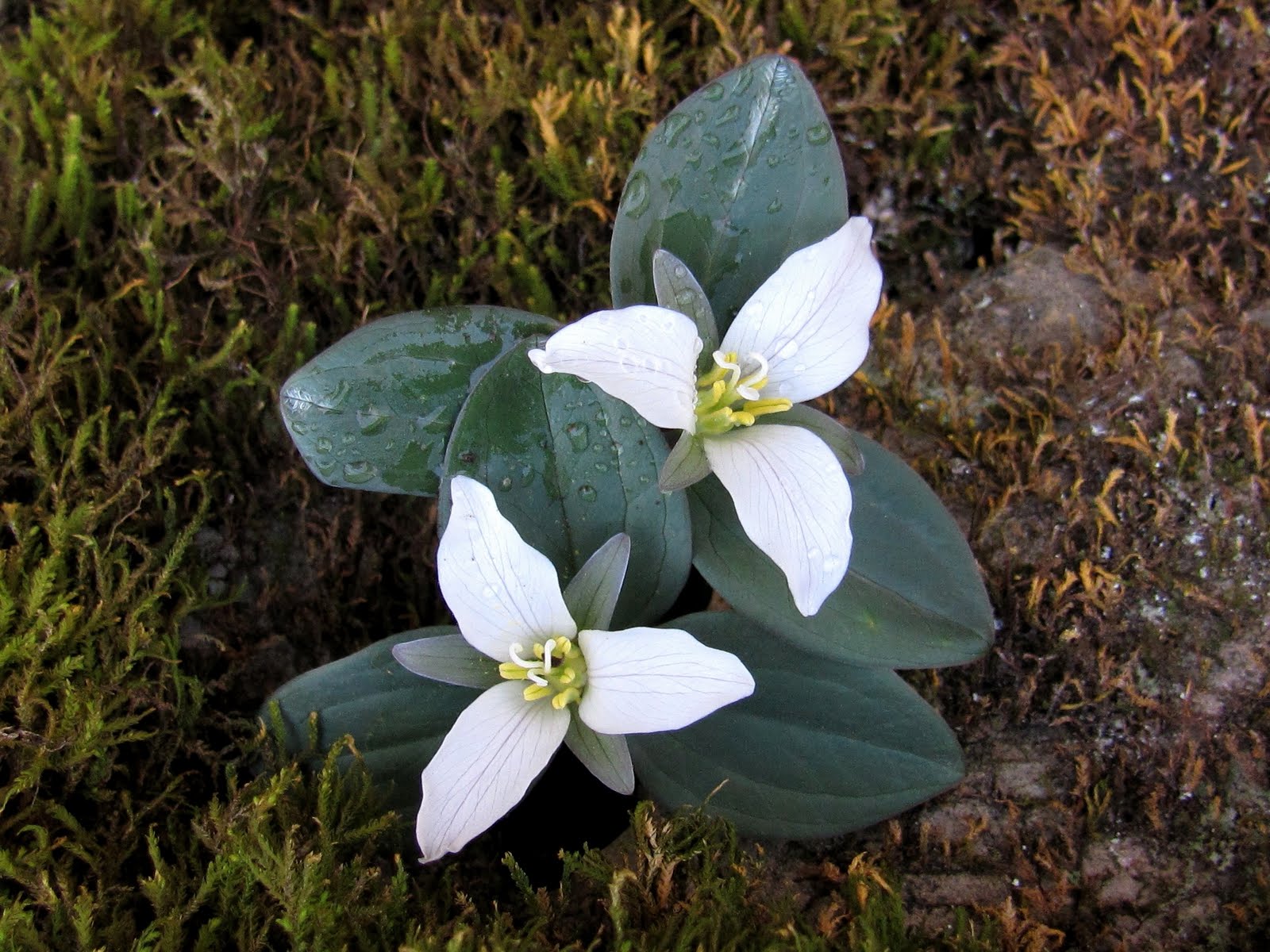 Through Handlens and Binoculars: Fear Not, Northerners!