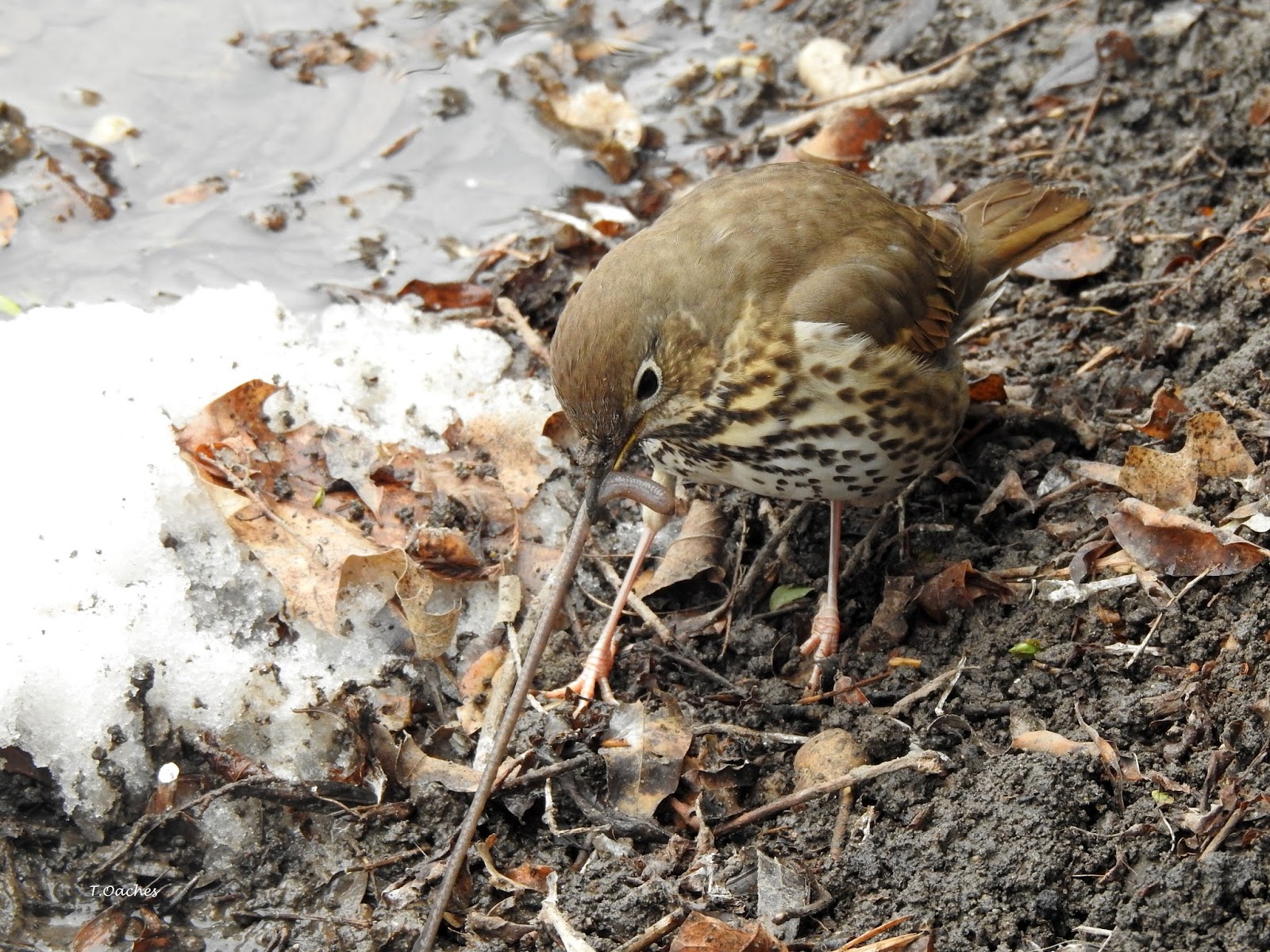 PASARI DIN ROMANIA: STURZ CANTATOR, Turdus philomelos