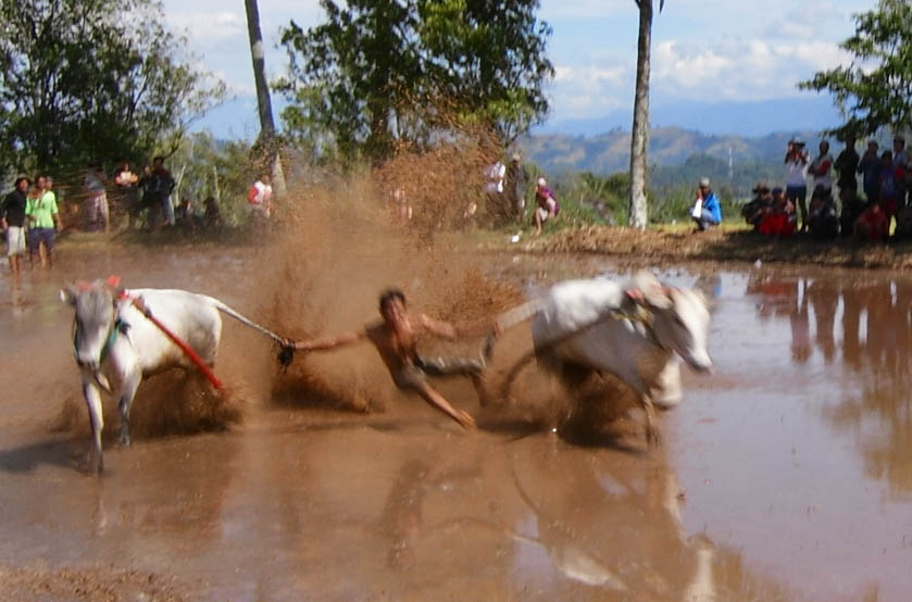 Pacu Jawi, balapan sapi khas minangkabau ~ Diecast | Coffee ...