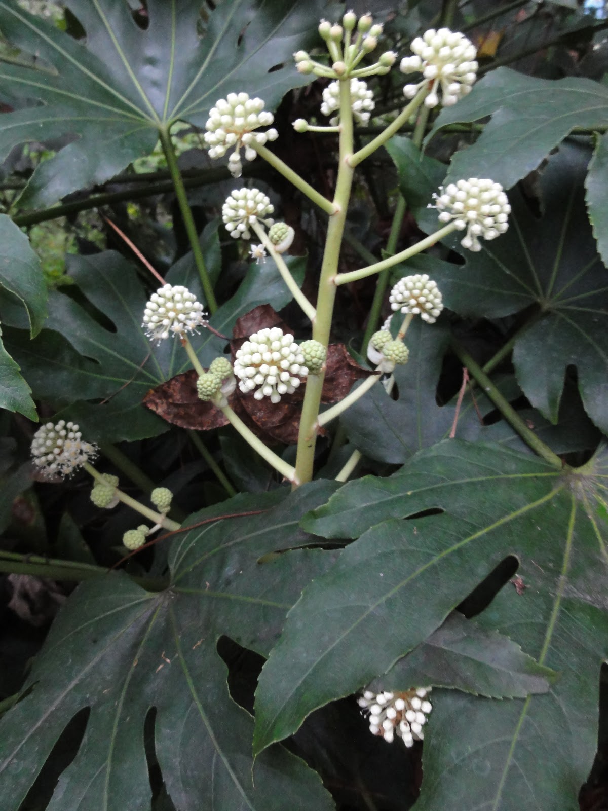 GoGardenNow - The Gardening Blog: Japanese Aralia Is Very Satisfying