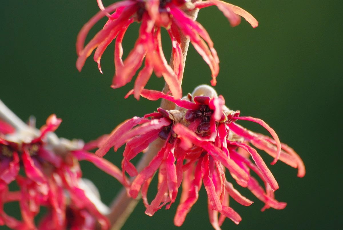 Arboretum Vert Ecarlate: Hamamelis intermedia 'Diana'