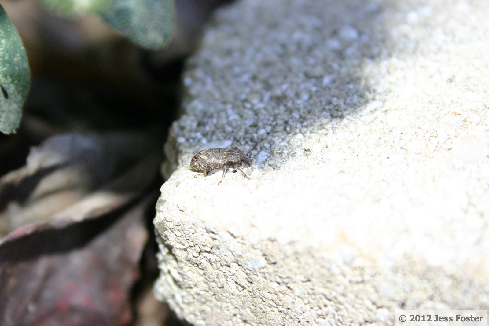 Sluggin' Along: Vegetable Weevil